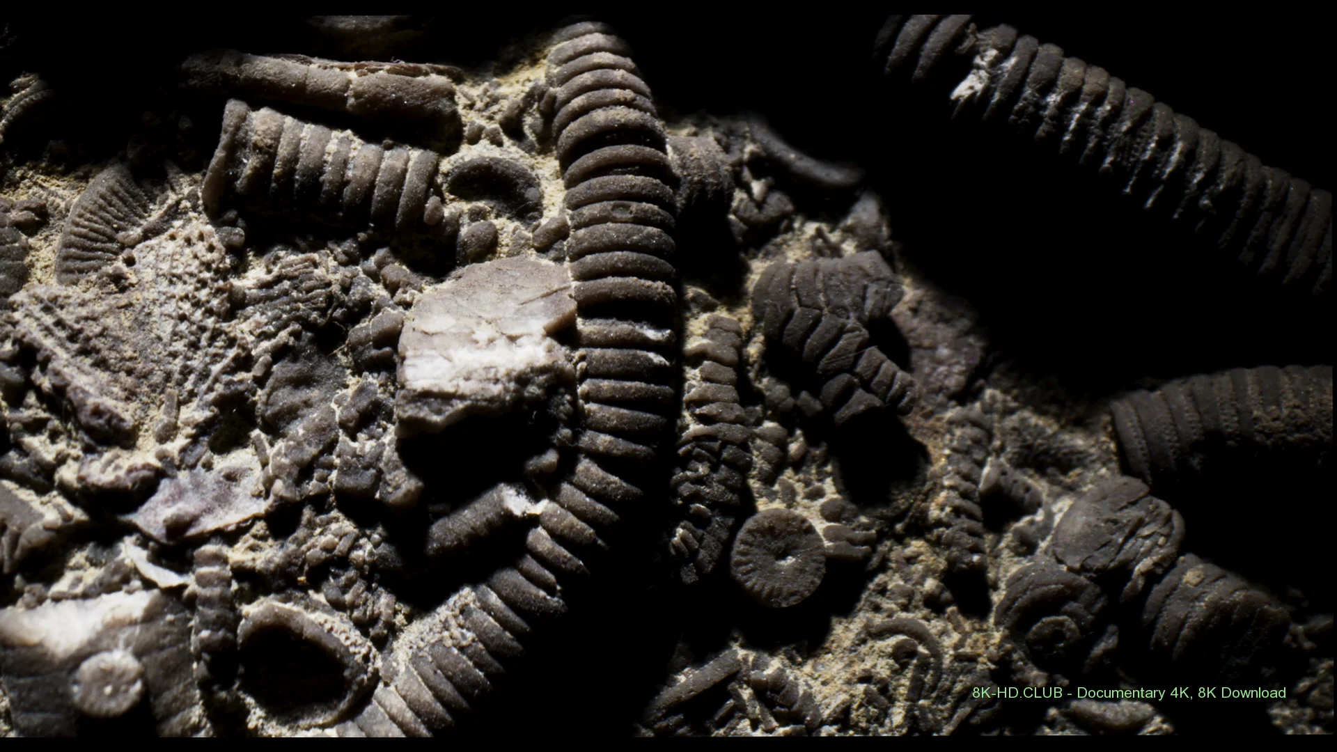 David Attenborough: A Life on Our Planet 2020 » 4K Movies Download - Blu-ray Ultra HD 2160p