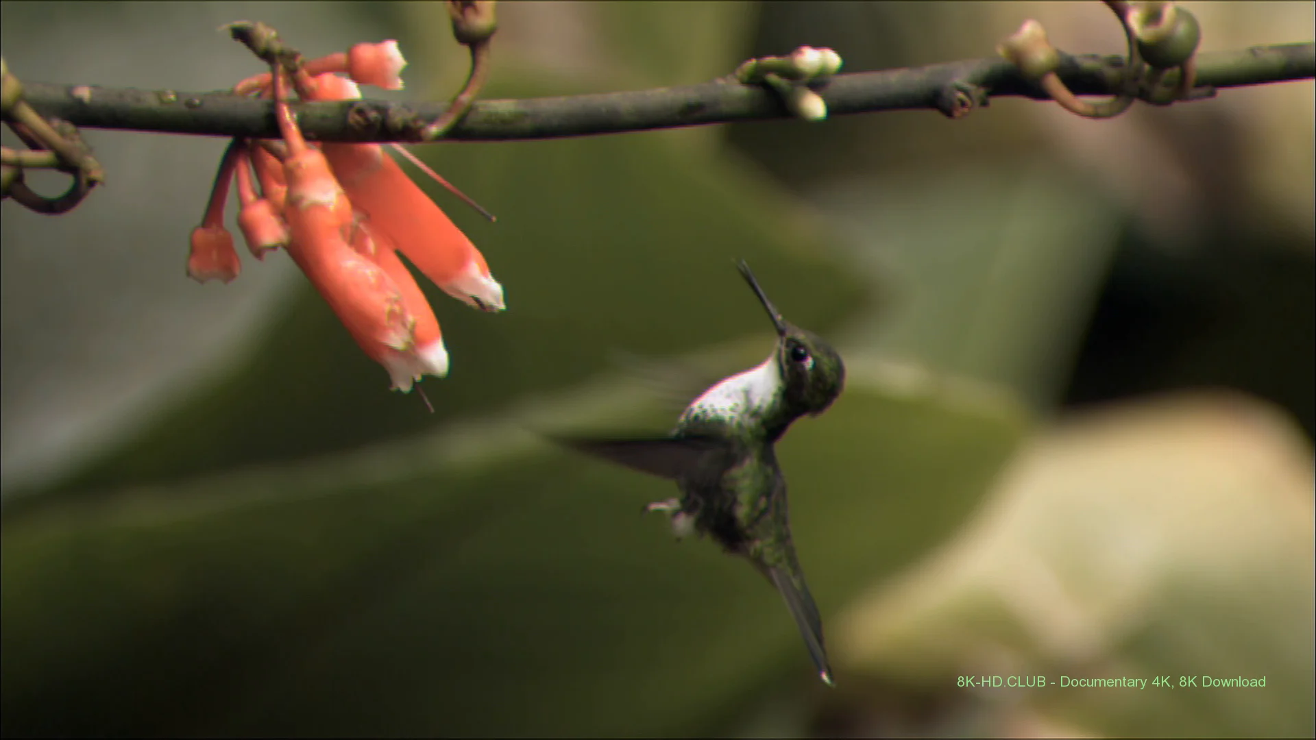 Hummingbirds: Magic in the Air 2010 » 4K Movies Download - Blu-ray ...
